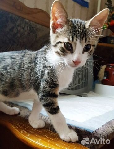 Малыш Рысик, 2.5 мес ищет Дом