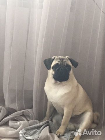 Мопс для души