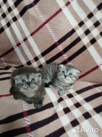 Котята британские вислоухие