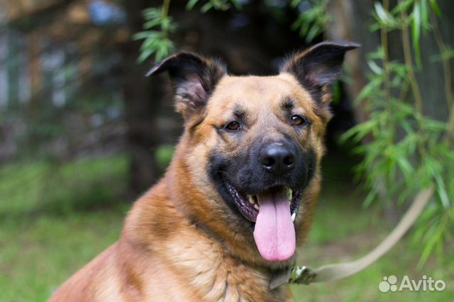 Джек, в поисках дома