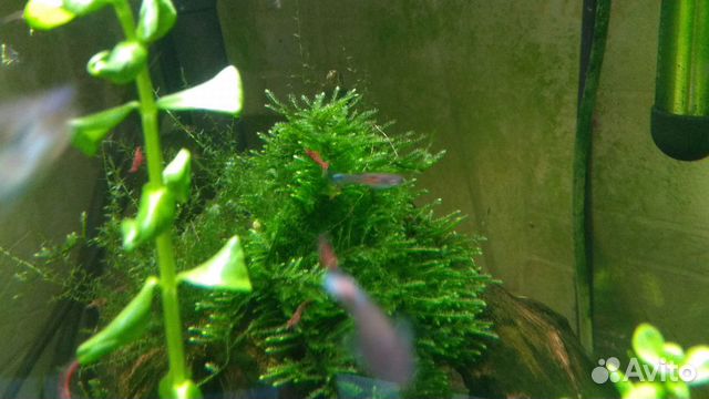 Аквариумный Яванский мох. Много