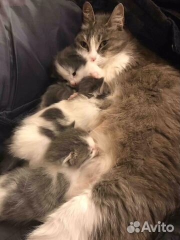 Котята в дар