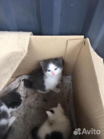 Чудные котята