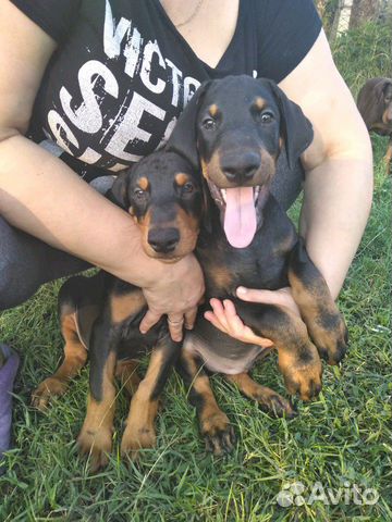 Продам щенков породы Доберман окрас черный с подпа
