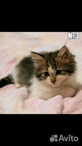 Девочки котятки