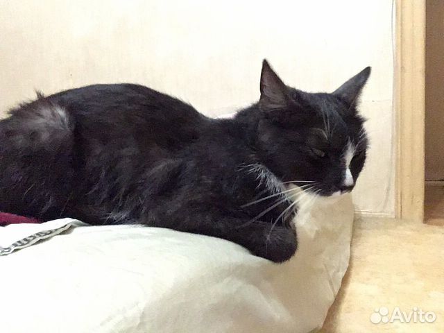 Котёнок в дар
