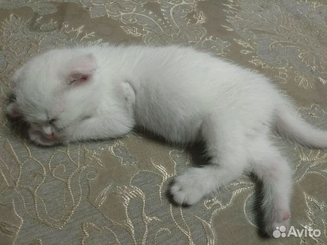 Котята вислоухие,один прямоухий мальчики чисто бел