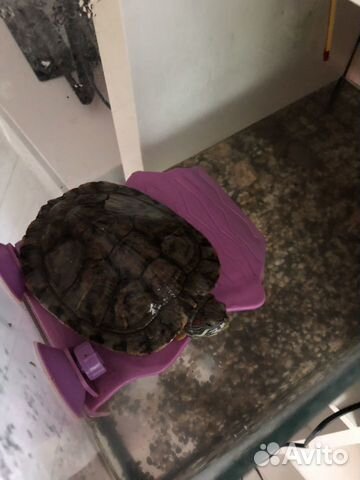 Отдам черепаху бесплатно)