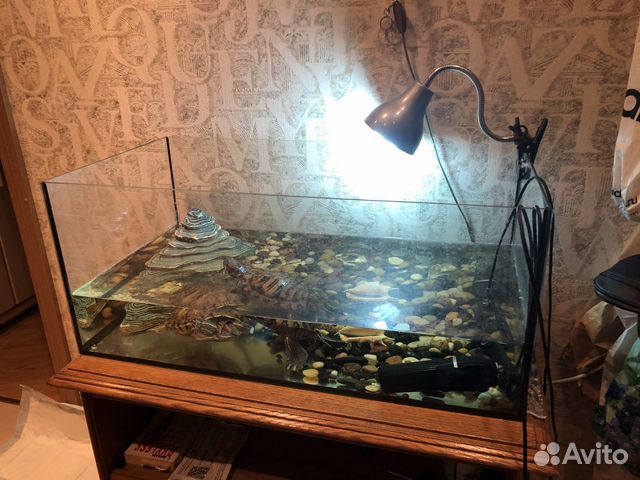 Продам красноухих черепах