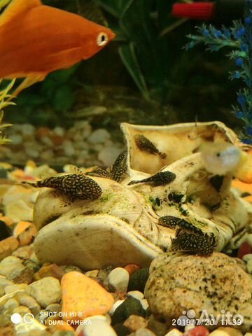 Сомы прилипалы