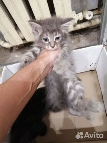 Крохи-котята в добрые руки