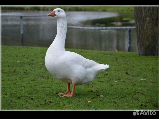 Гусь