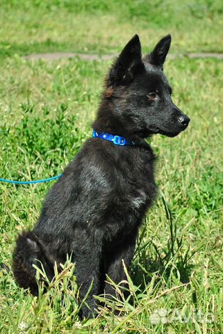 Ищут дом щенки 4 месяцев