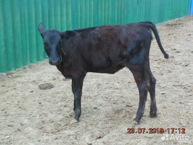 Тёлка от молочной коровы