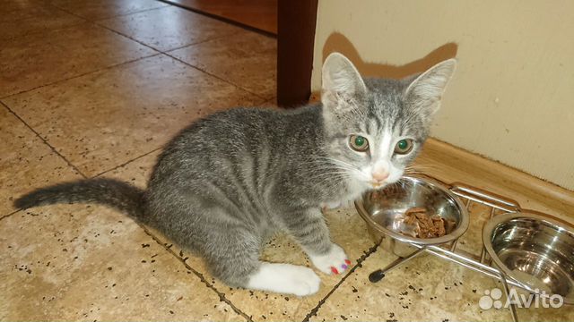 Котик в добрые руки