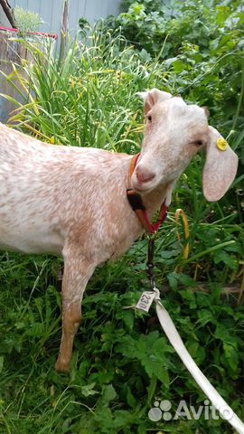 Молодые козы