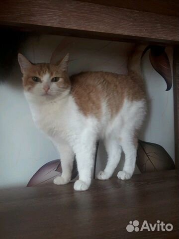 Кошка Рыжуля