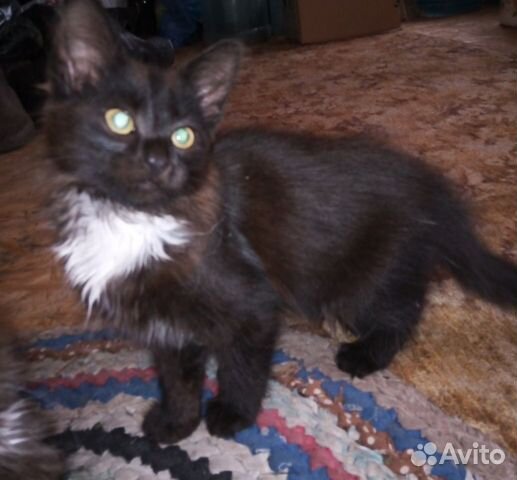 Котятки девочки