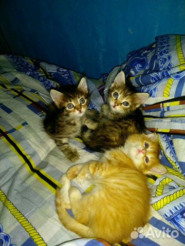 Отдам котяток
