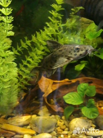 Синодонтис (сомик) 8-9 см