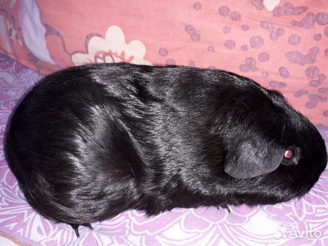 Морская свинка самка