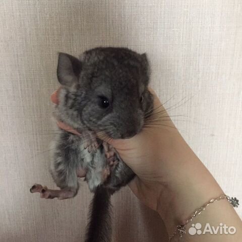 Шиншилленок