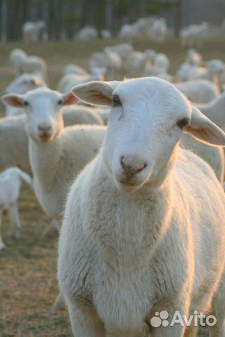 Овцы