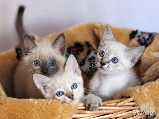 Самые интересные котята