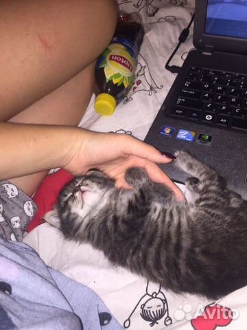 Отдам котёнка в хорошие руки
