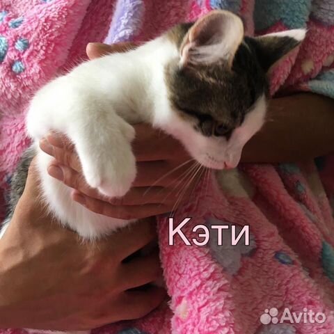Котята ищут дом