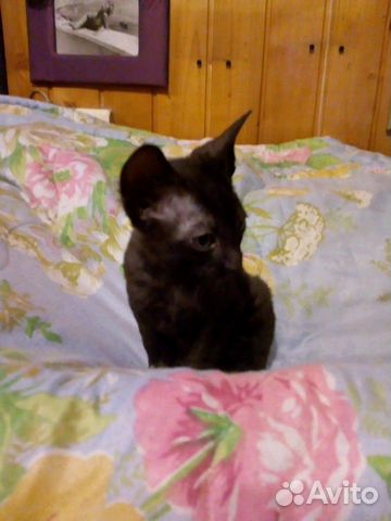 Чёрный принц