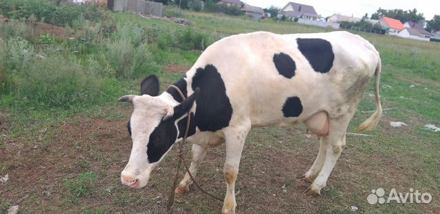 Продам корову-первотёлку