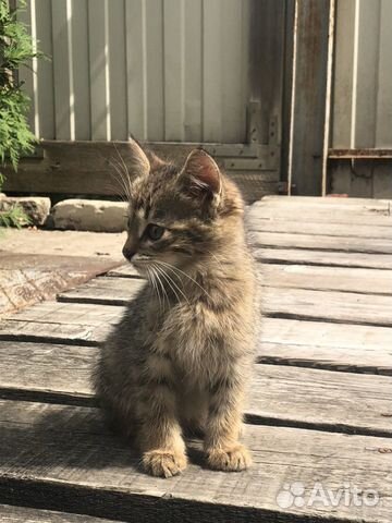 Ласковый котёнок в добрые руки