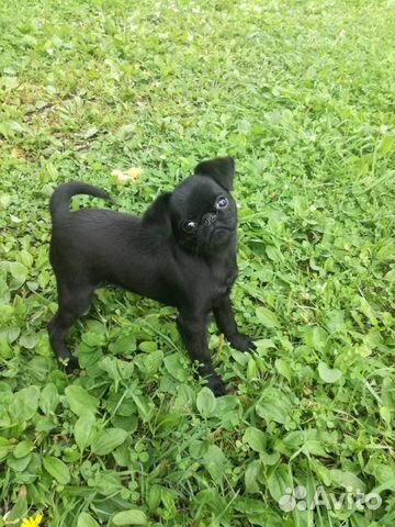 Пти брабансон