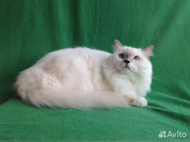 Котик рэгдолл