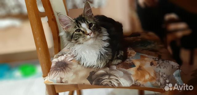 Продам мейнкуна