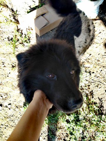 Собака чау чау метис