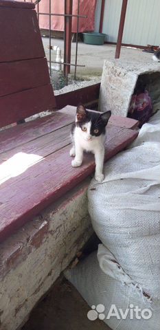 Котёнок, девочка, Ночка