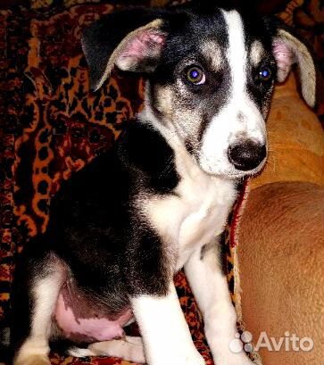 Джоник в дар