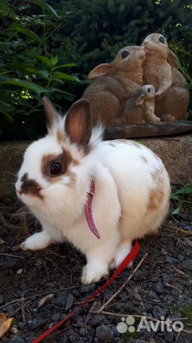 Кролик Василий