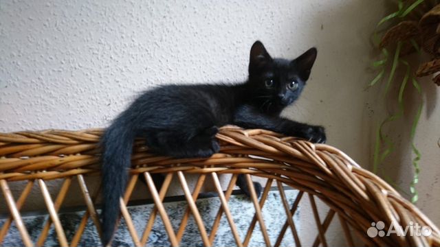Котята