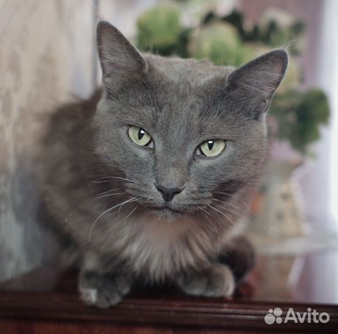 Кошка с прекрасным характером Душенька ищет дом