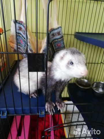 В добрые руки