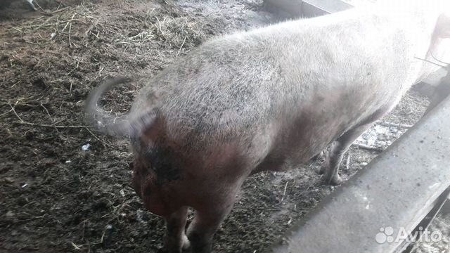 Хряк рабочий