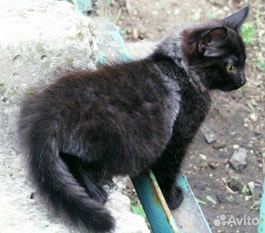 Котенок