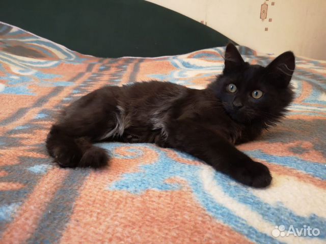Котенок Флинт в дар