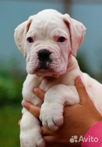 Белые щенки боксера