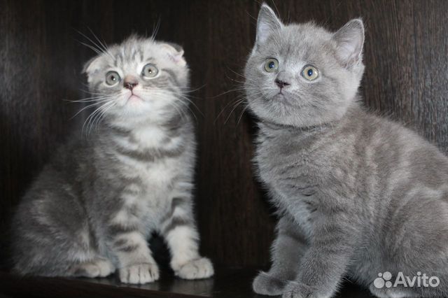 Шотландские "Scottish Fold / Straight"