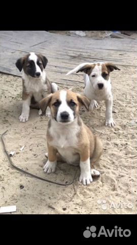 Продам щенков ам стаффа всем по 1,5 месяца щенки у