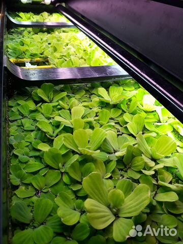 Поменяю пистию на другие растения